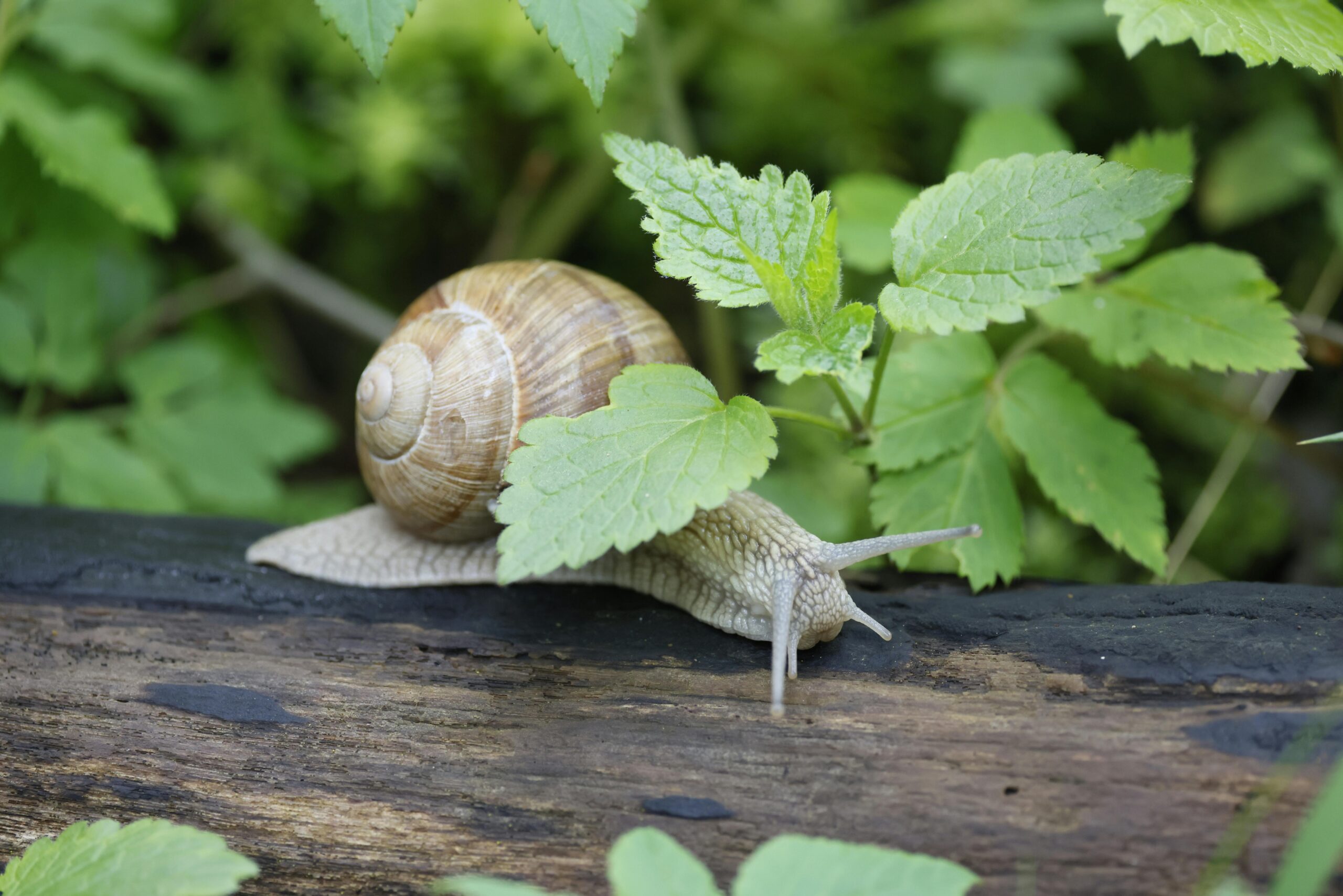 A Complete Guide to Snail Mucin - Everything You Need to Know